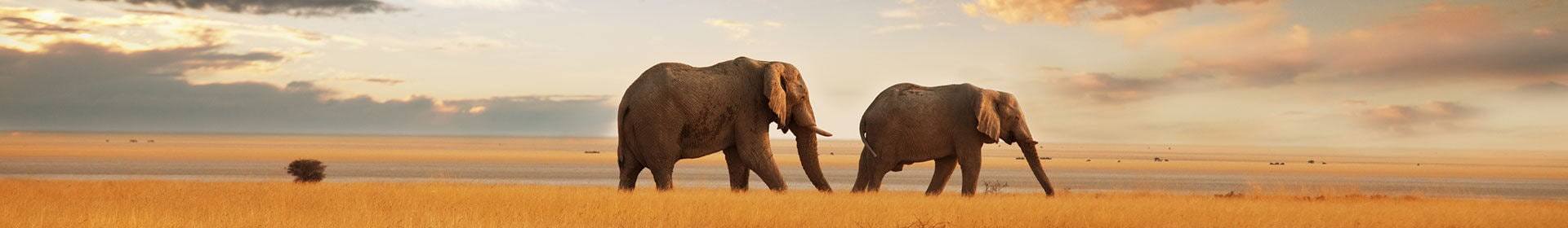 When to go to Ivory Coast ? Climate, Temperatures and Weather