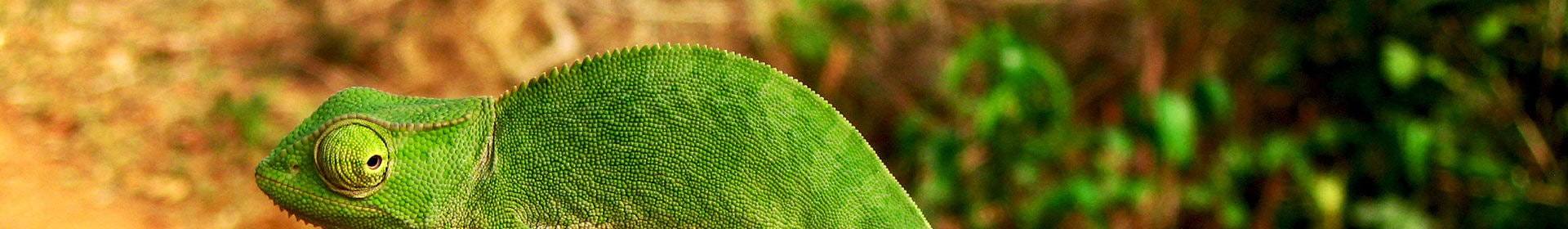 Traveling Guinea: our 5 tips