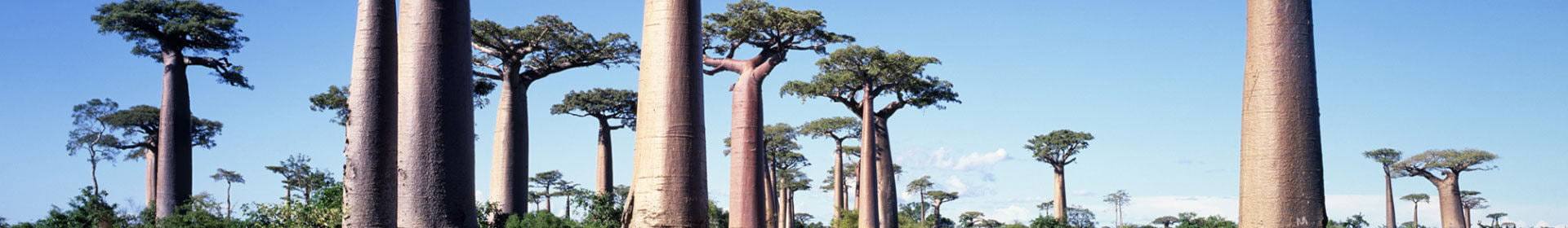 Places to visit Madagascar: tourist maps and must-see attractions