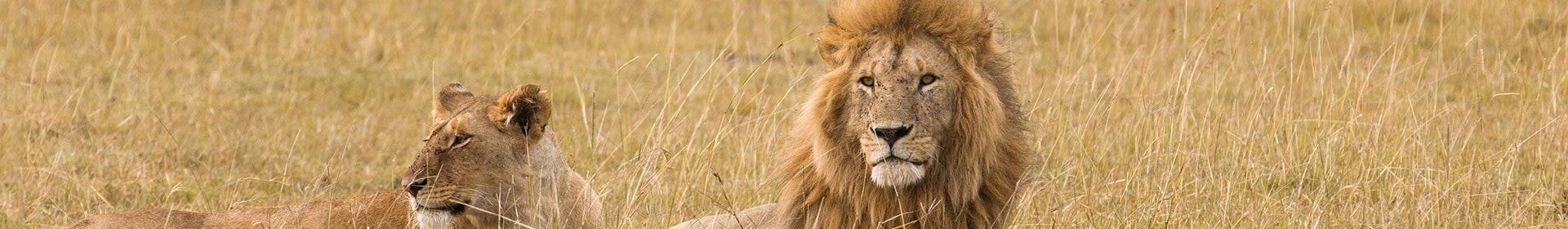 Where to go on a safari in September